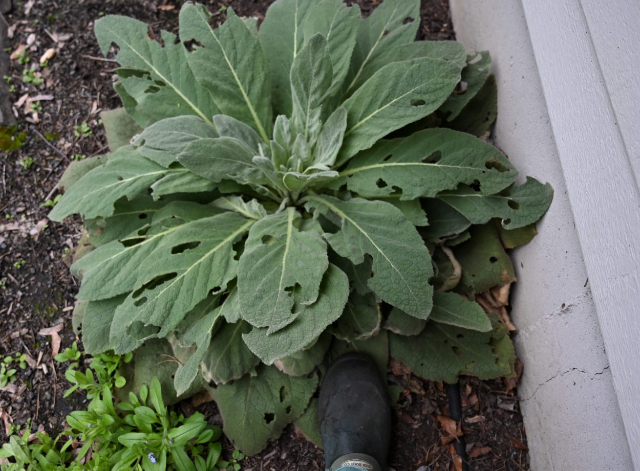 Noctua pronuba, the Winter Cutworm « OSU Extension Service Metro-area ...