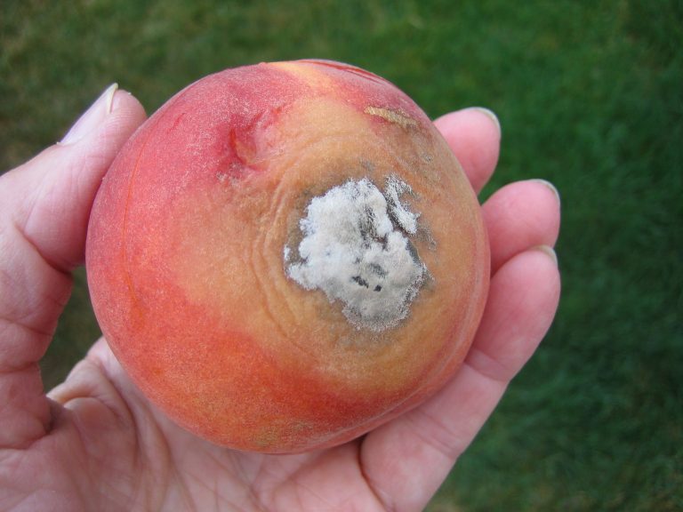 Brown Rot vs Bacterial Blight/Canker « OSU Extension Service Metro-area ...