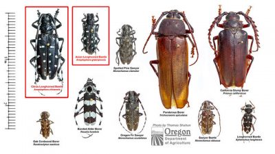 Invasive Insects ODA « OSU Extension Service Metro-area Master Gardener ...