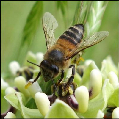 Found in Oregon: A Native Squash Bee « OSU Extension Service Metro-area ...