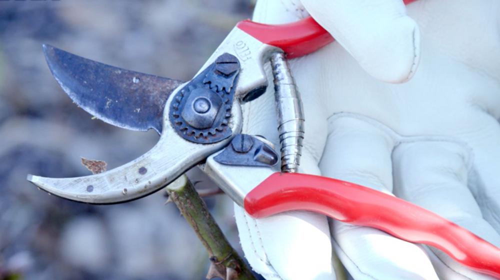 pruning-shears-mississippi-extension « OSU Extension Service Metro-area Master Gardener Newsletter