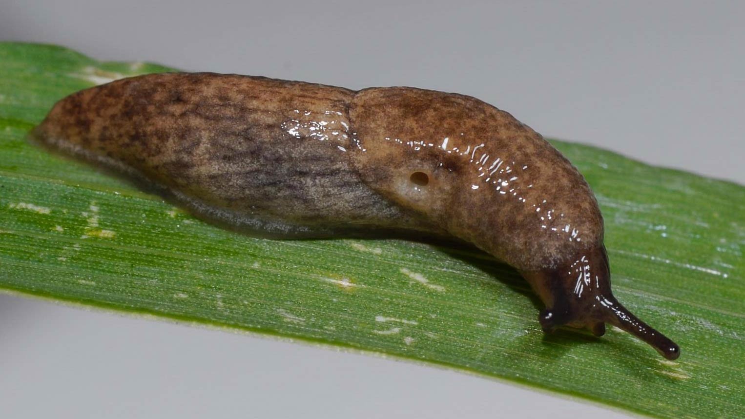 deroceras_reticulatum-gray-garden-slug_wp « OSU Extension Service Metro ...