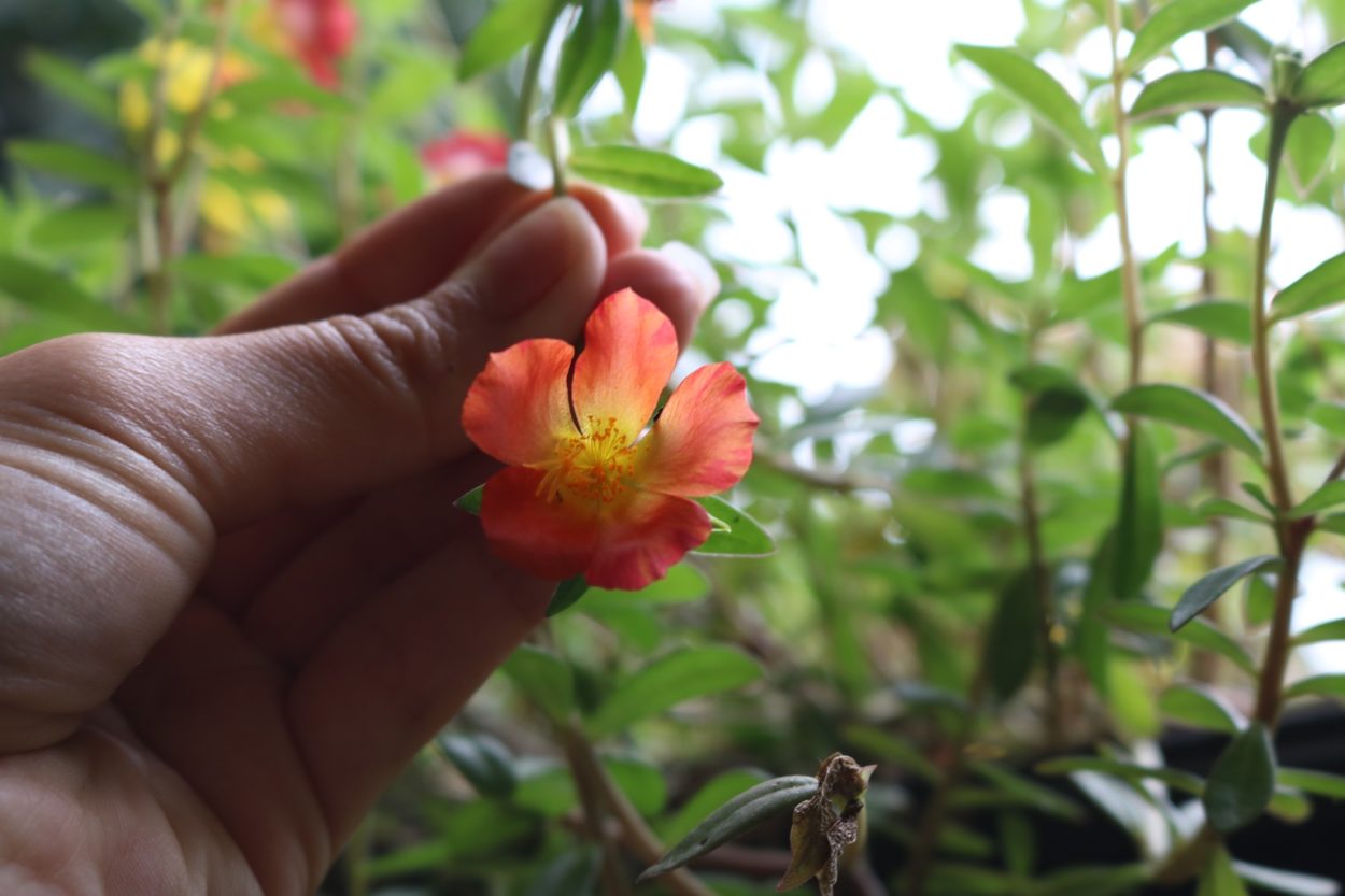 May 2020 « OSU Extension Service Metro-area Master Gardener Newsletter