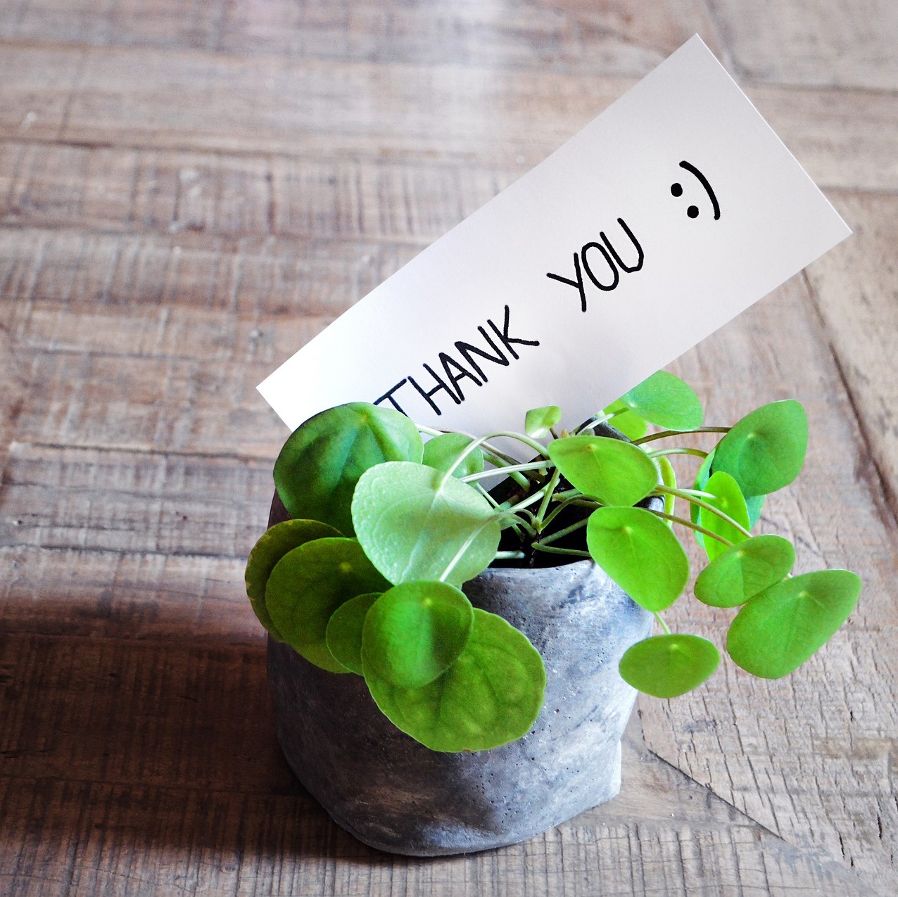 plant-thank-you-square-crop-pic « OSU Extension Service Metro-area ...