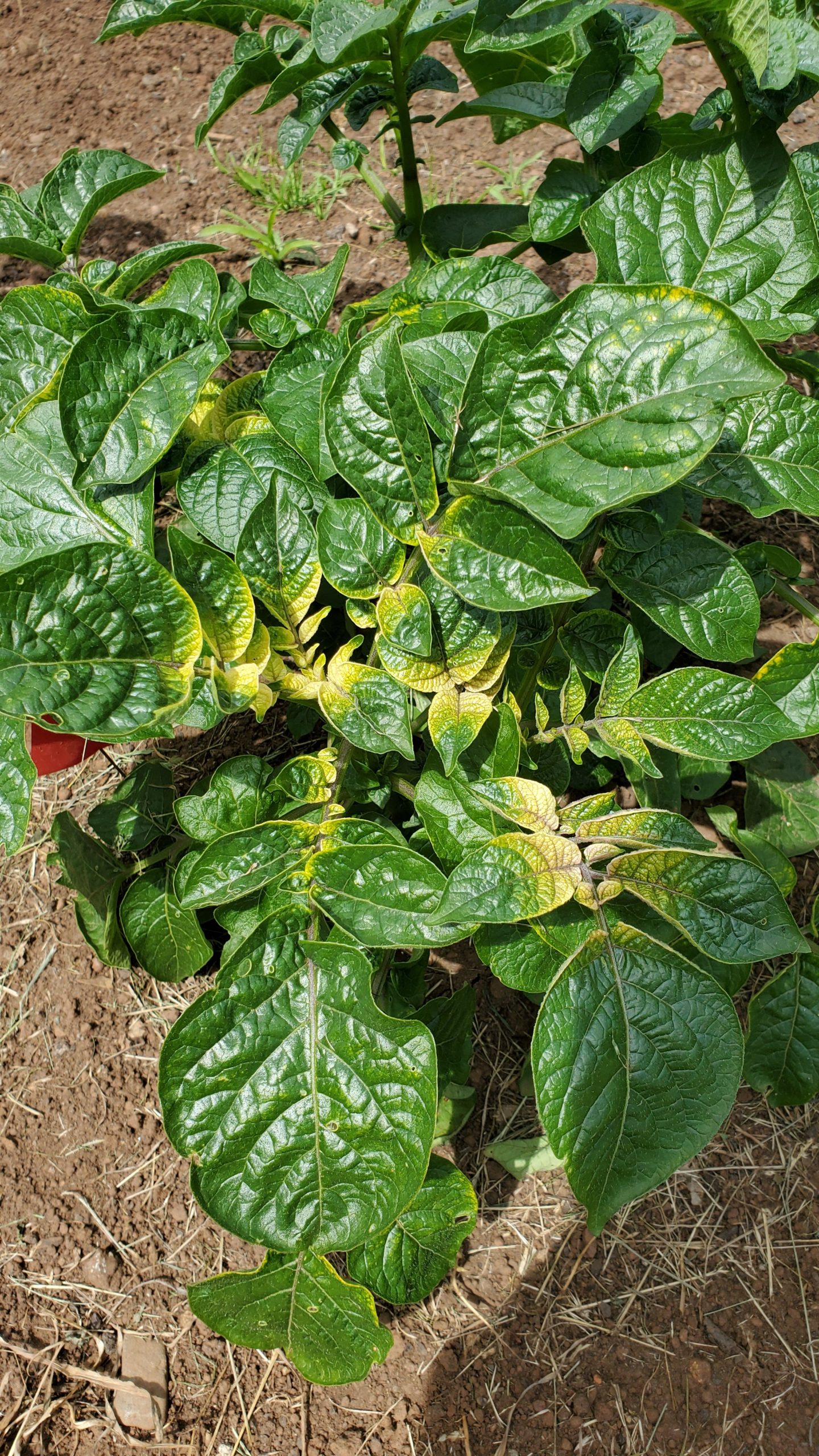 Herbicide in the Garden « OSU Extension Service Metro-area Master ...