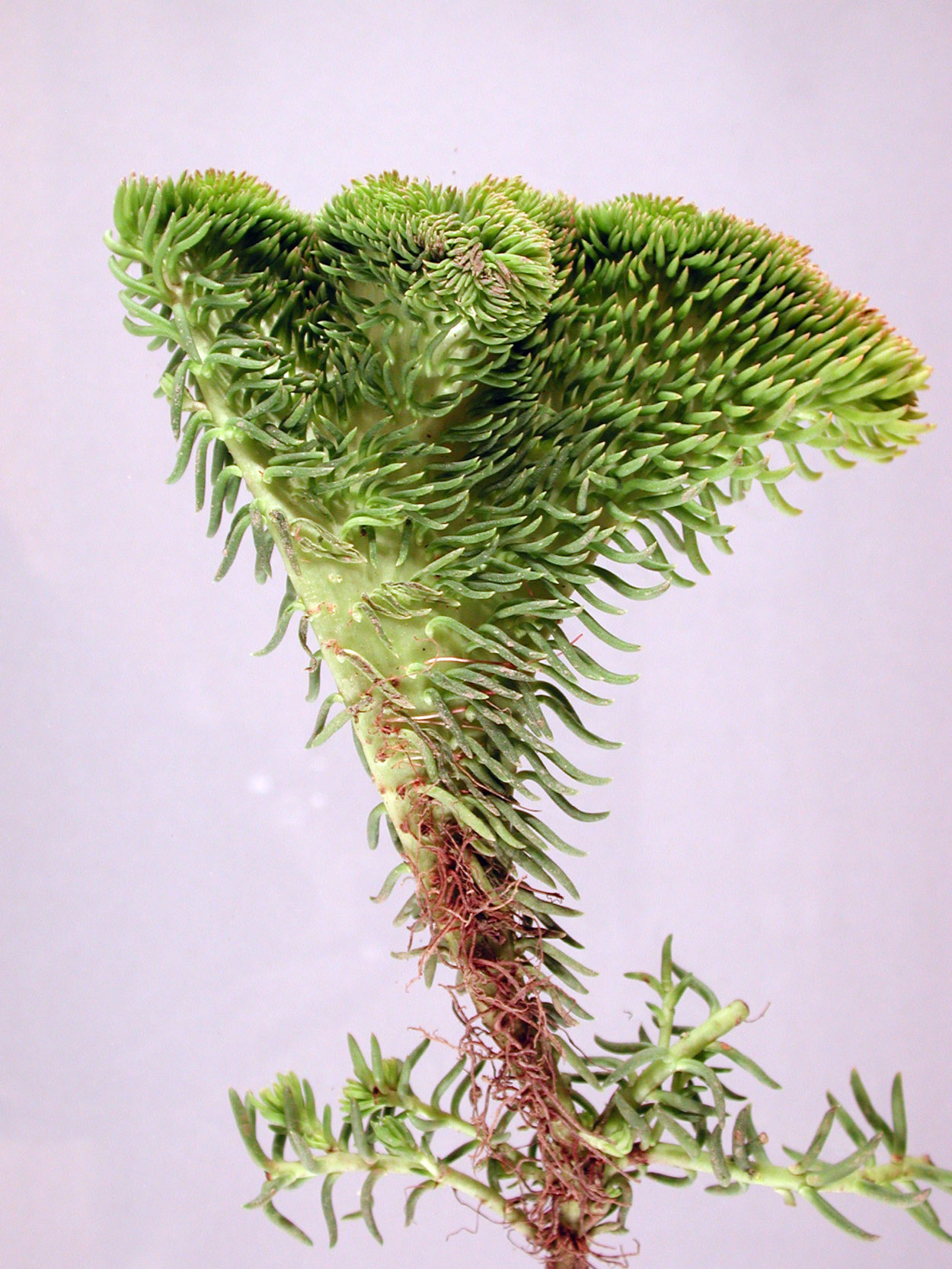 July/August 2020 Horticultural Updates « OSU Extension Service Metro ...