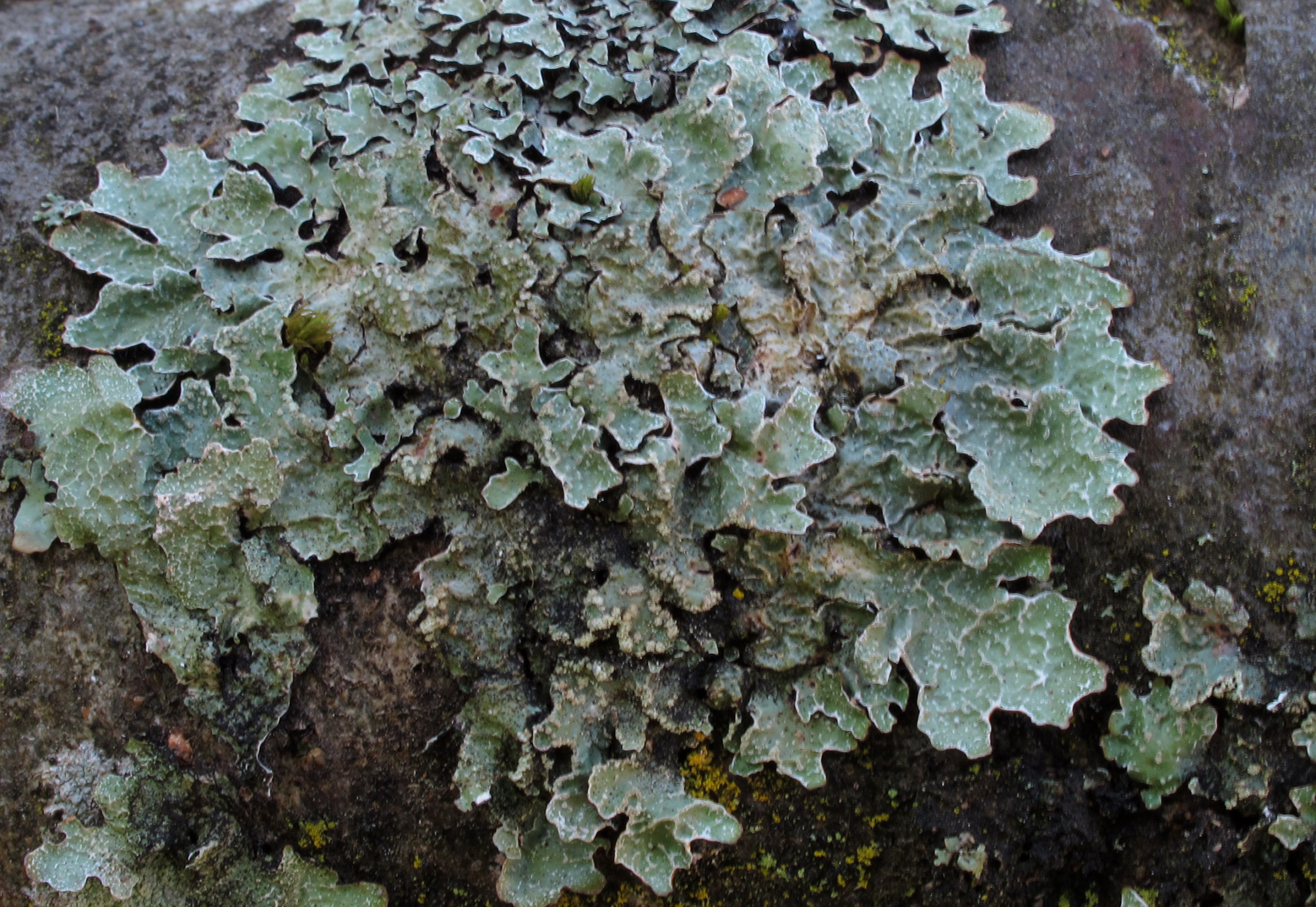 lichens-pnw-handook-OSU « OSU Extension Service Metro-area Master ...