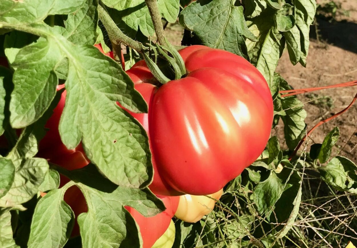 September/October Horticultural Updates « OSU Extension Service Metro ...