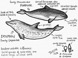 A porpoise-full lesson on cetacean identification – Geospatial Ecology ...