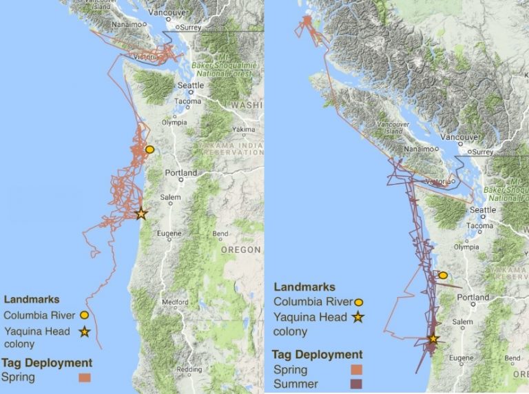 Beyond the Rock: Using Satellite Trackers to Study the Lives of Common ...