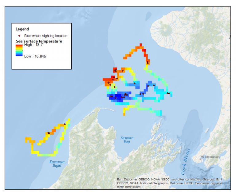 Finding the edge: Preliminary insights into blue whale habitat ...