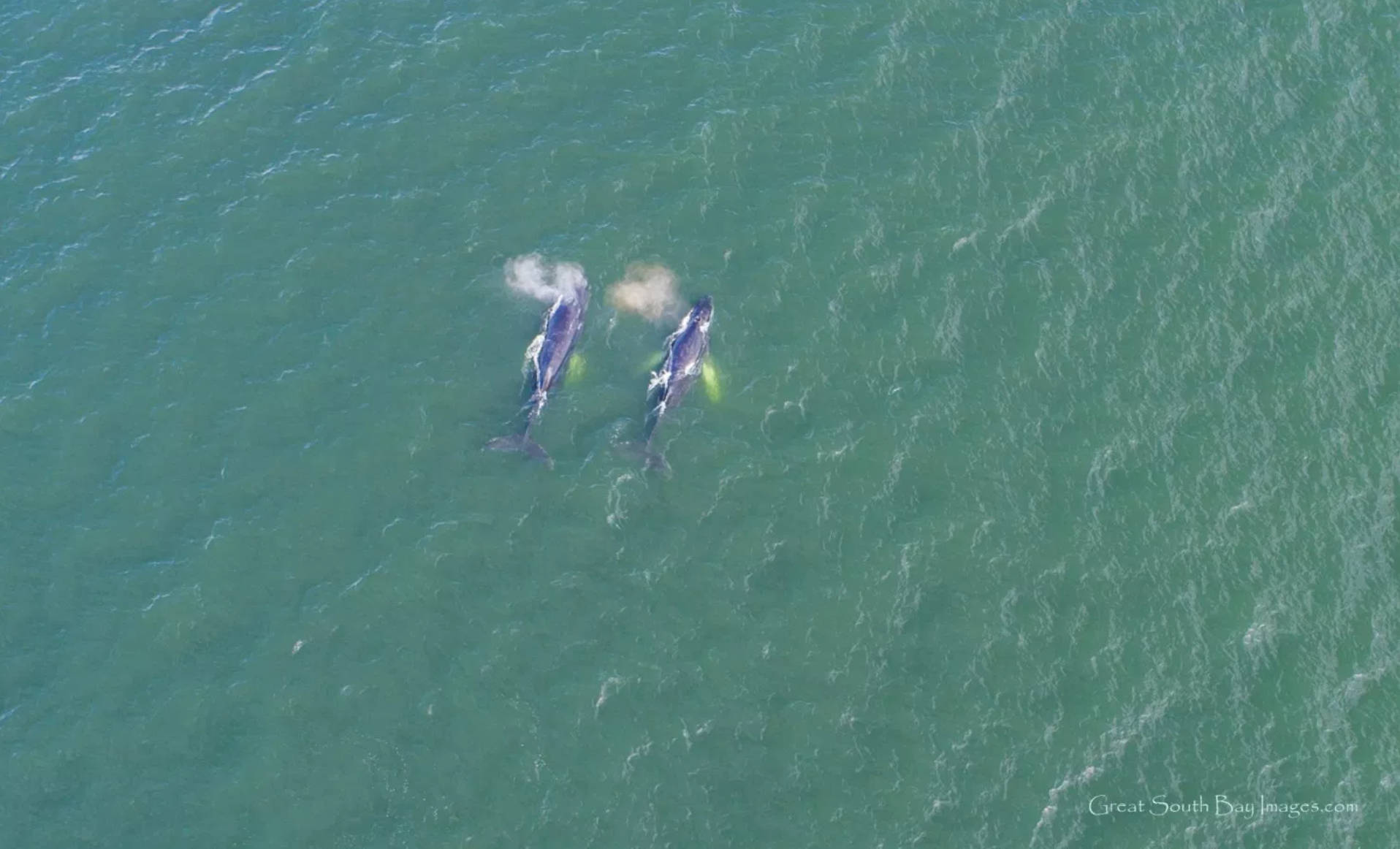 Fig6 – Geospatial Ecology of Marine Megafauna Laboratory