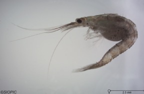 Picture6 – Geospatial Ecology of Marine Megafauna Laboratory