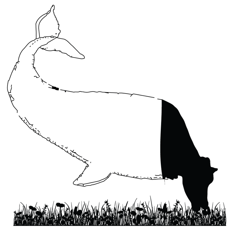 whale-cow-01 – Geospatial Ecology of Marine Megafauna Laboratory