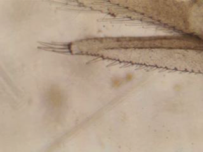 Looking through the scope: A world of small marine bugs – Geospatial ...