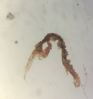 Looking through the scope: A world of small marine bugs – Geospatial ...