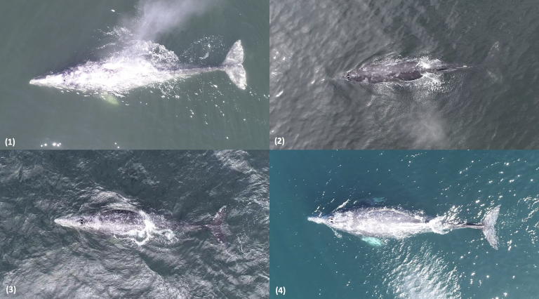 bad examples – Geospatial Ecology of Marine Megafauna Laboratory