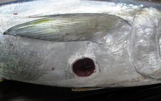 Tuna CC bite – Geospatial Ecology of Marine Megafauna Laboratory