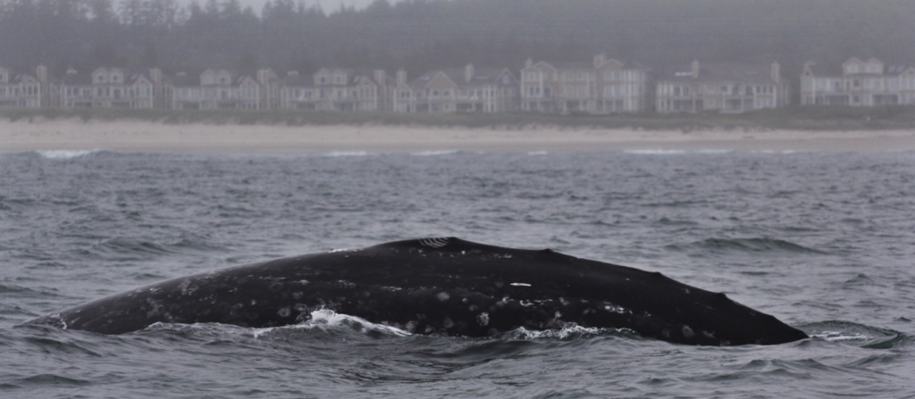 graywhale – Geospatial Ecology of Marine Megafauna Laboratory