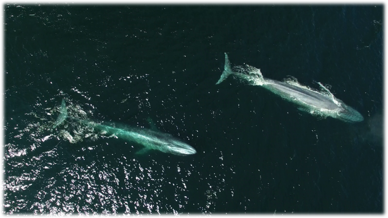 What we know now about New Zealand blue whales – Geospatial Ecology of ...