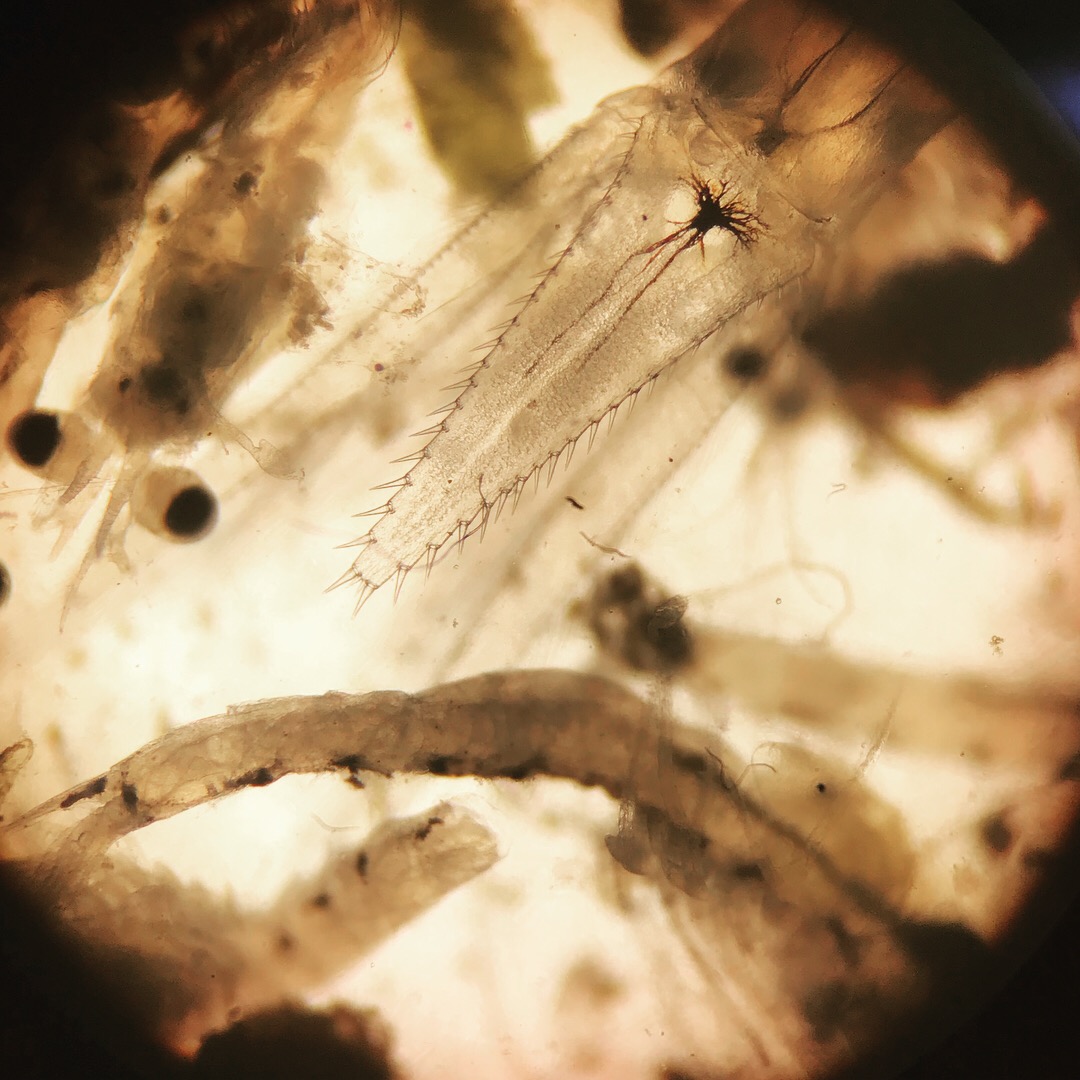 Intricacies of Zooplankton Species Identification – Geospatial Ecology ...
