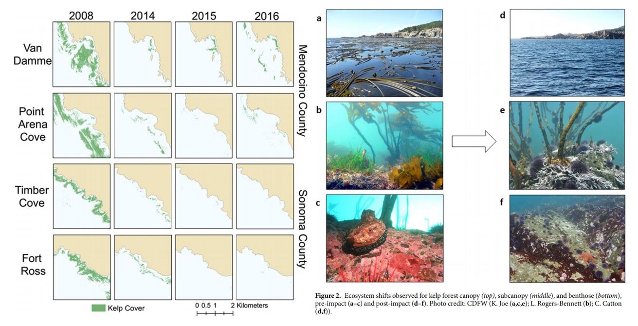 Sea Otter Reintroduction to Oregon – Geospatial Ecology of Marine ...