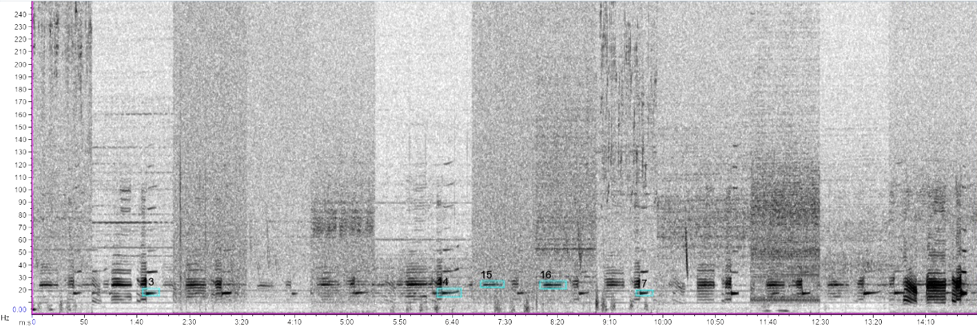 Fig3.-NZ-song-detector-templates-1 – Geospatial Ecology of Marine ...