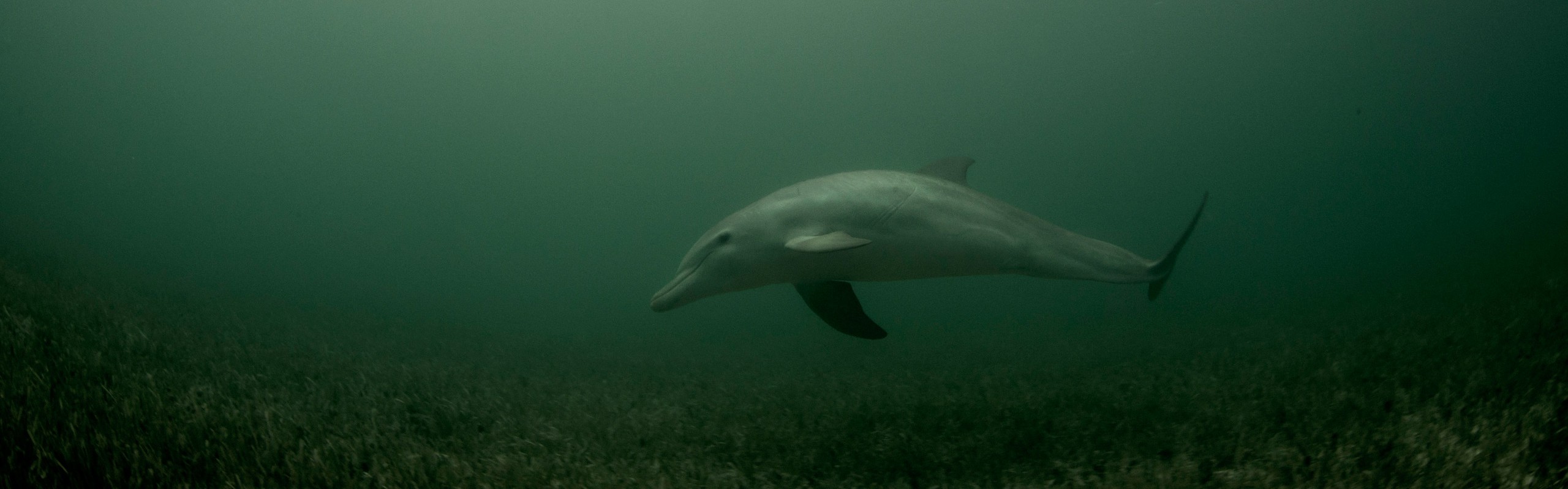 cropped-dolphin-header – Geospatial Ecology of Marine Megafauna Laboratory