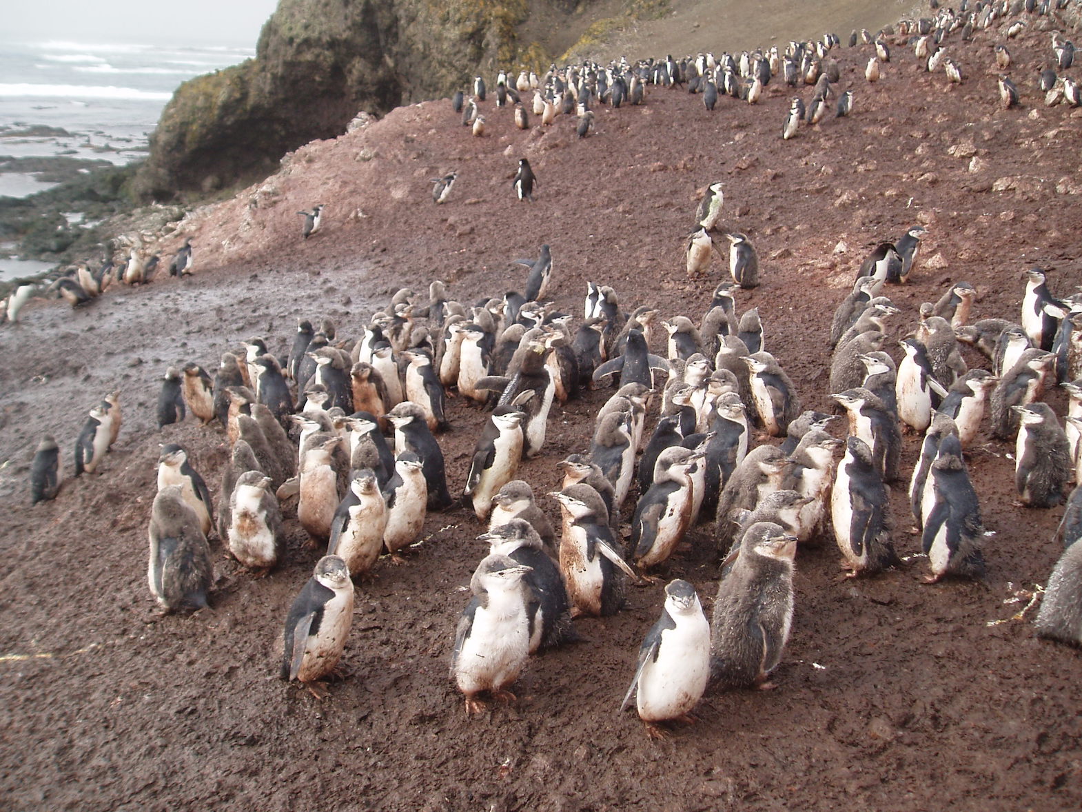 Chinstrap Penguins Poop