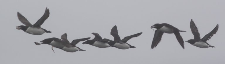 Murre versus Penguin: Happy World Penguin Day! – Geospatial Ecology of ...