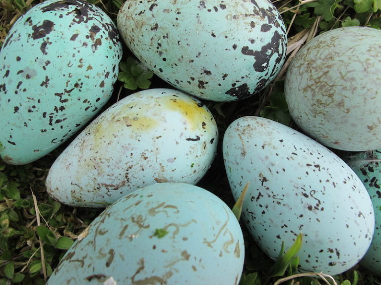 murre-eggs_IMG_5022-2 – Geospatial Ecology of Marine Megafauna Laboratory