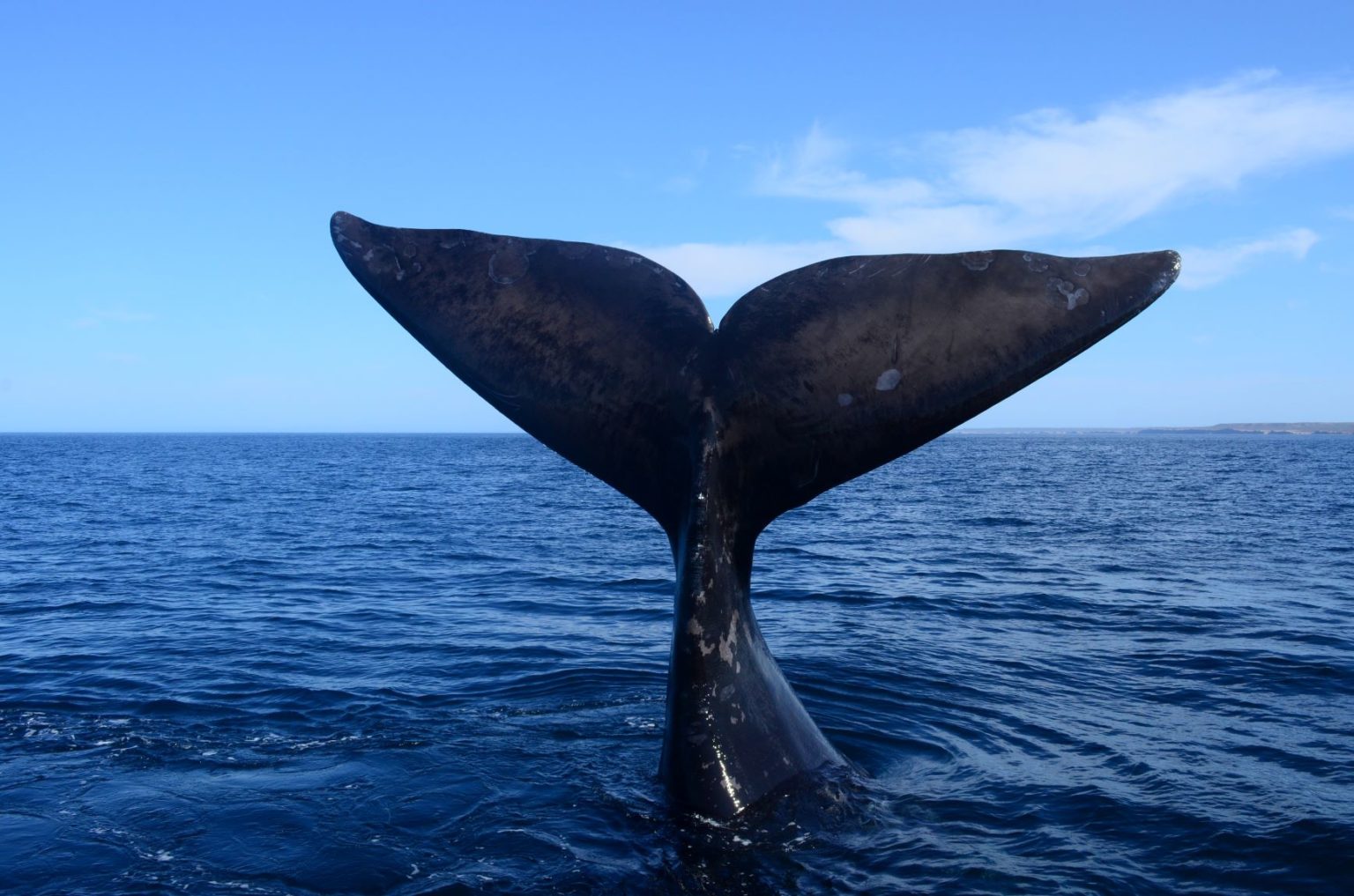 Whales are amazing, and also provide amazing benefits to our oceans and ...