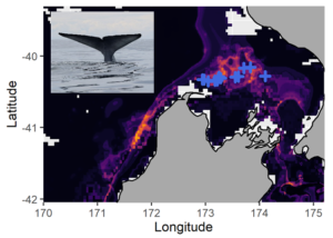 Predictive-blue-whale-SDM-map – Geospatial Ecology of Marine Megafauna ...