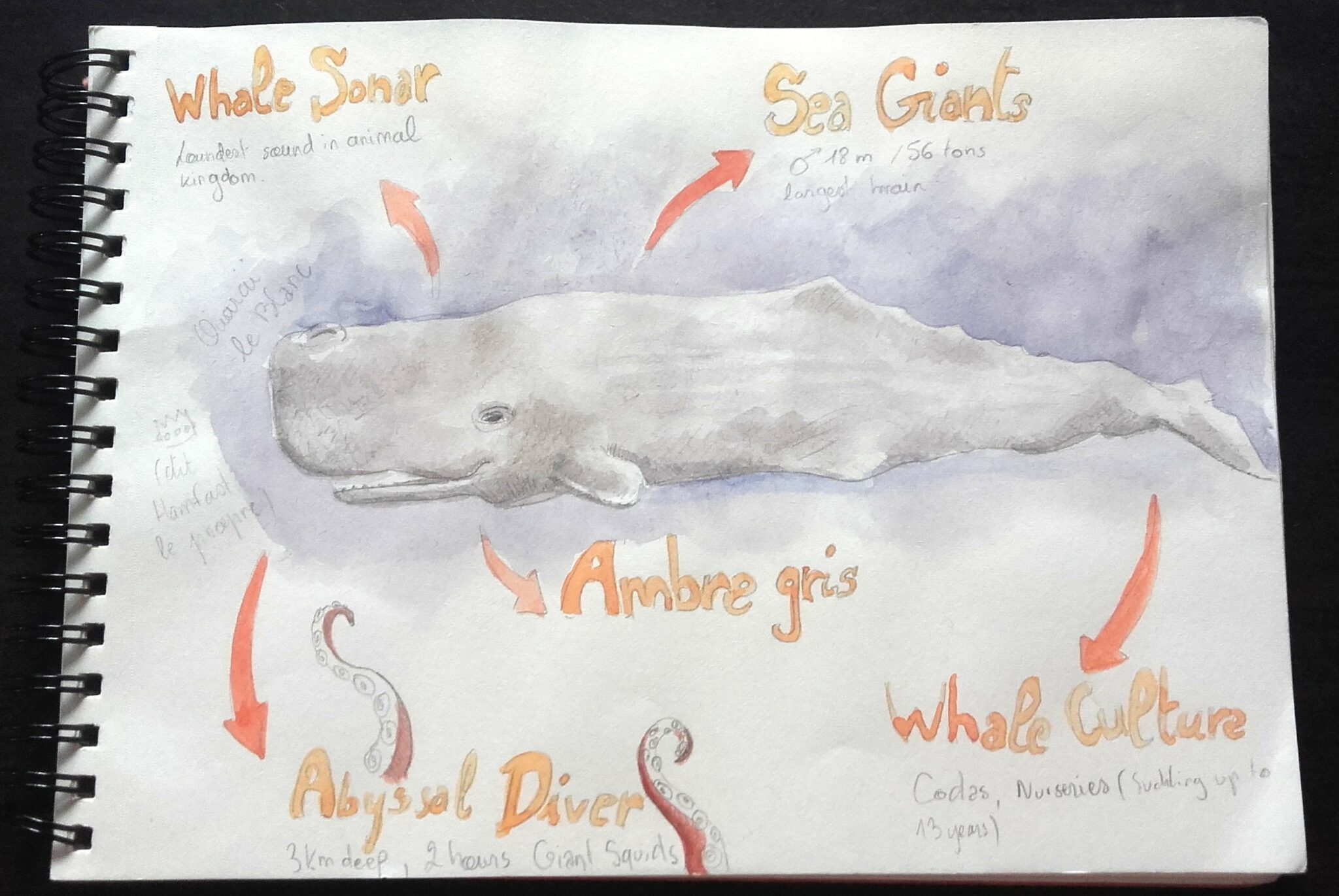 Five mind-blowing facts about sperm whales – Geospatial Ecology of ...