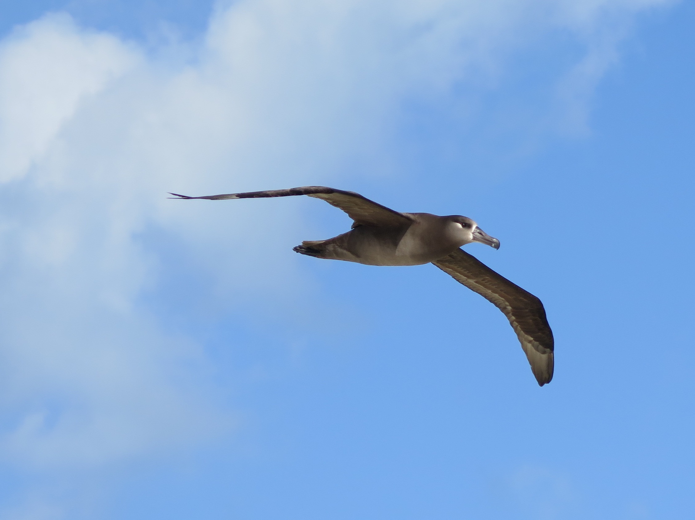 Drivers of close encounters between albatross and fishing vessels ...