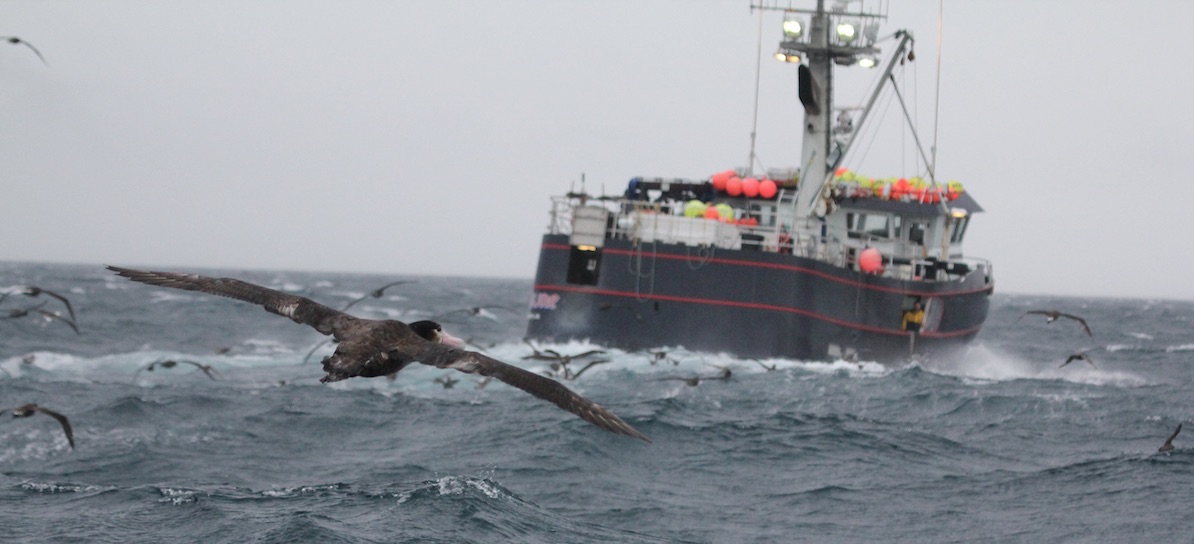 Drivers of close encounters between albatross and fishing vessels ...