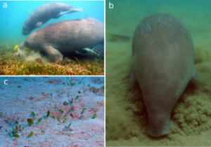 Let me introduce you to… dugongs! – Geospatial Ecology of Marine ...