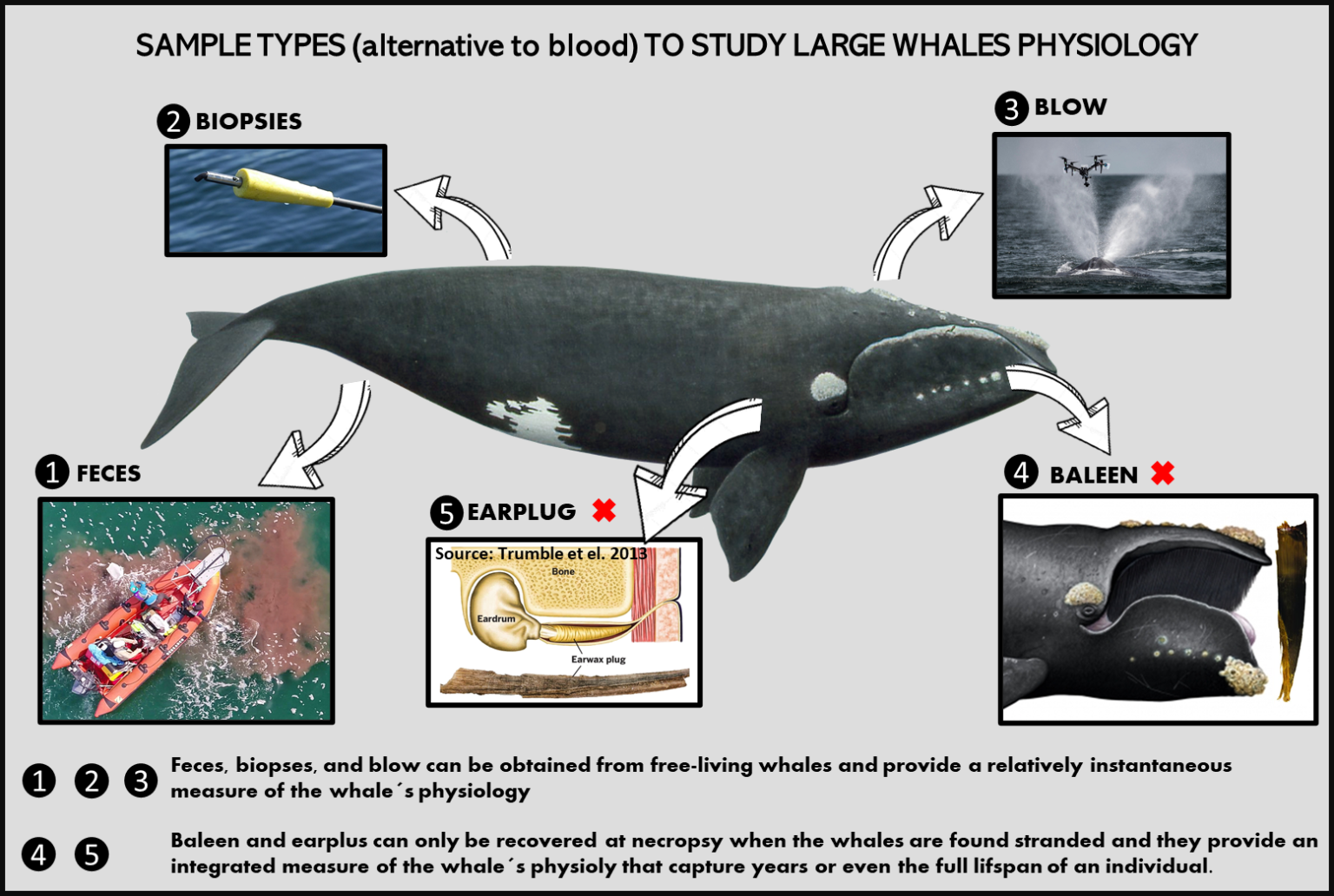 Harmful algal blooms expose southern right whales to domoic acid and ...