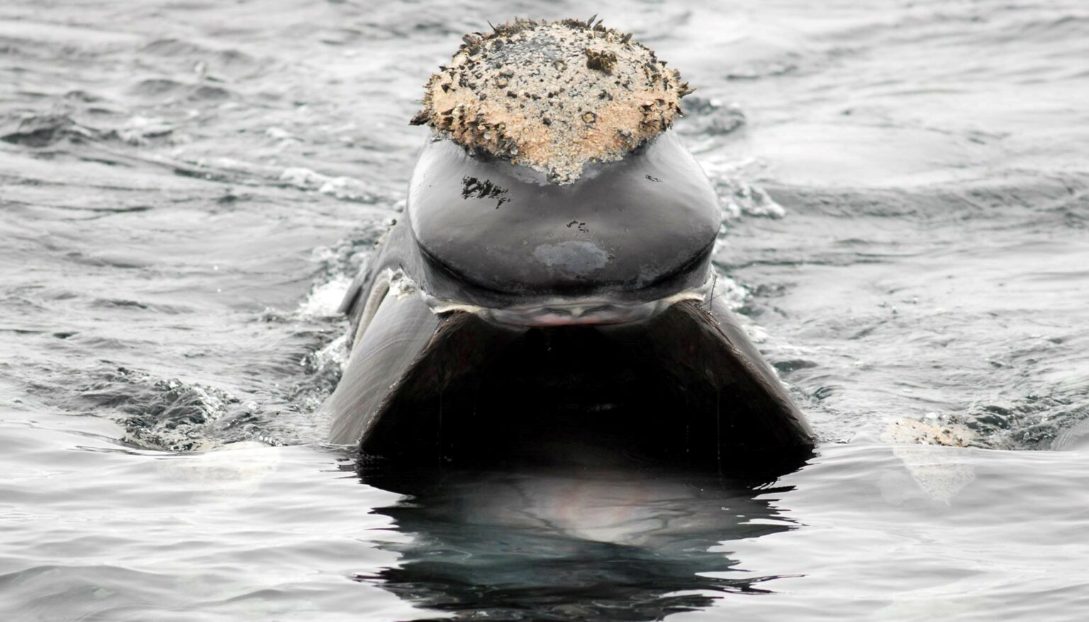 Harmful algal blooms expose southern right whales to domoic acid and ...
