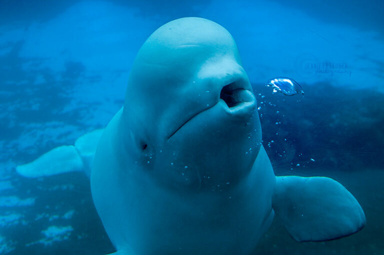 The benefits of play: A review of cetacean behavior. – Geospatial ...