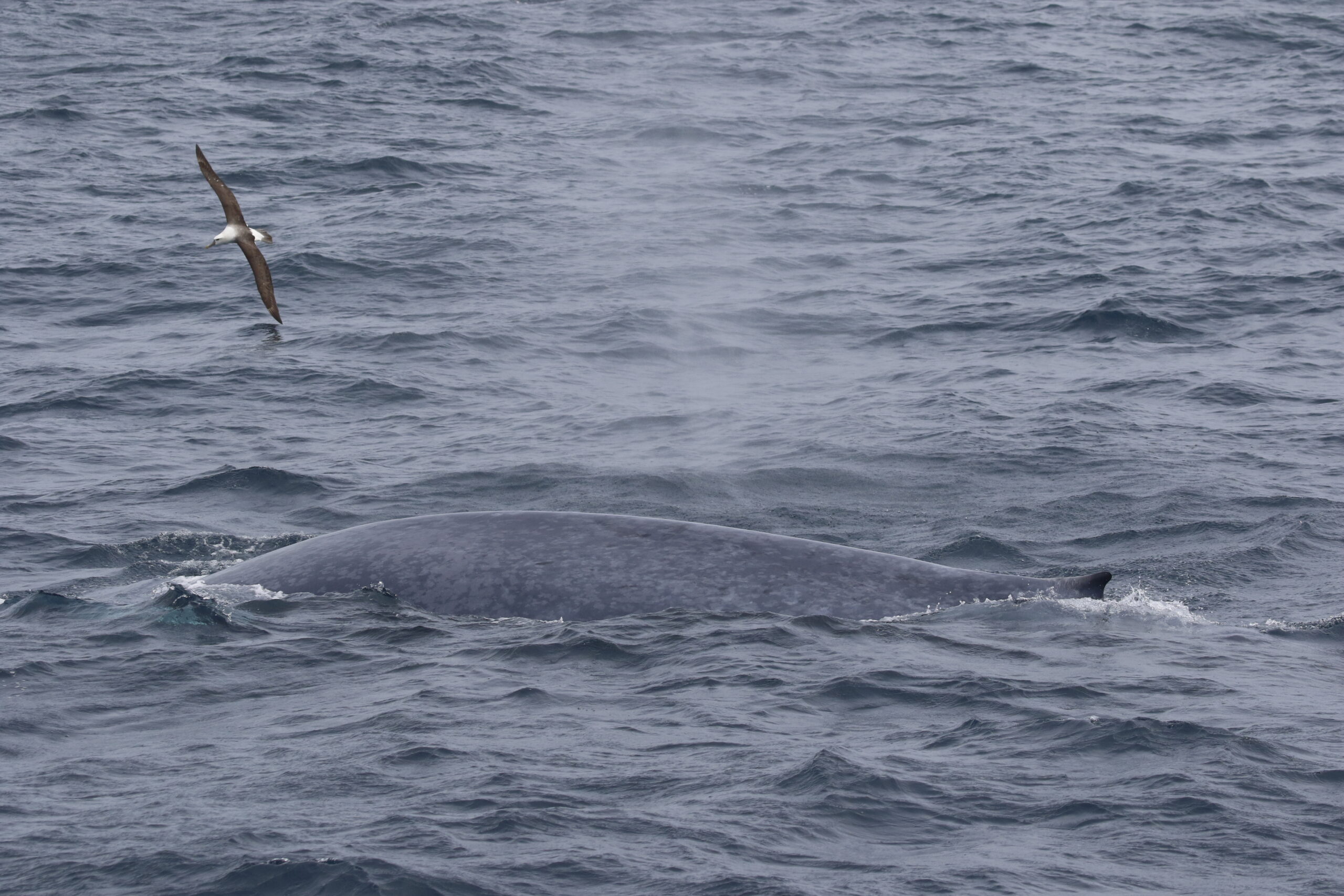 Marine megafauna as ecosystem sentinels: What animals can tell us about ...