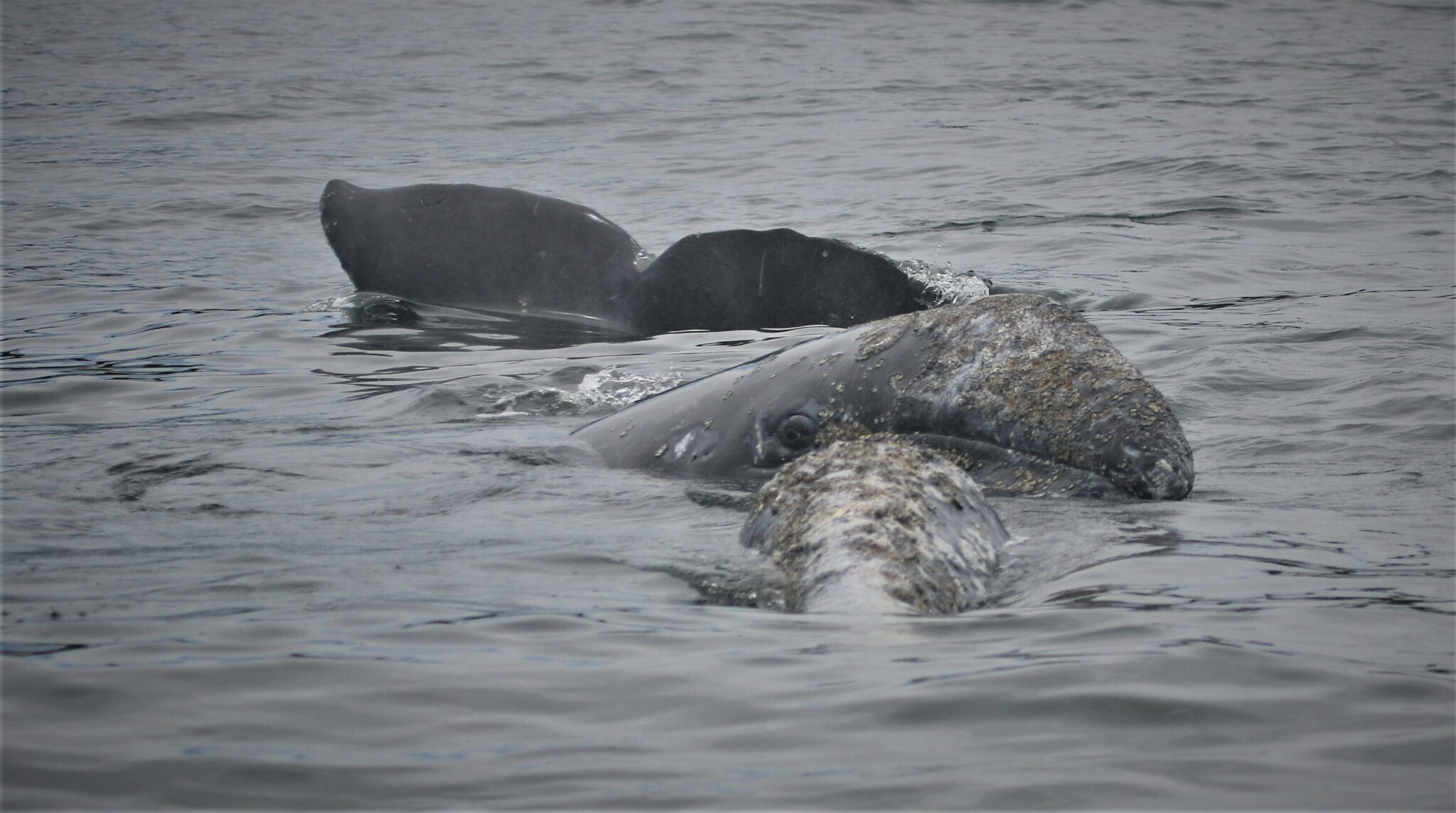 A pregnancy test for whales?! Why and how? – Geospatial Ecology of ...