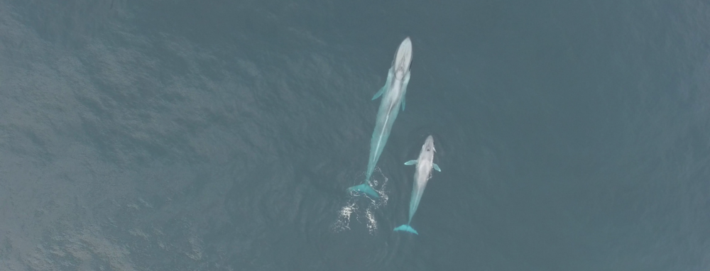 New GEMM Lab publication reveals how blue whale feeding and ...