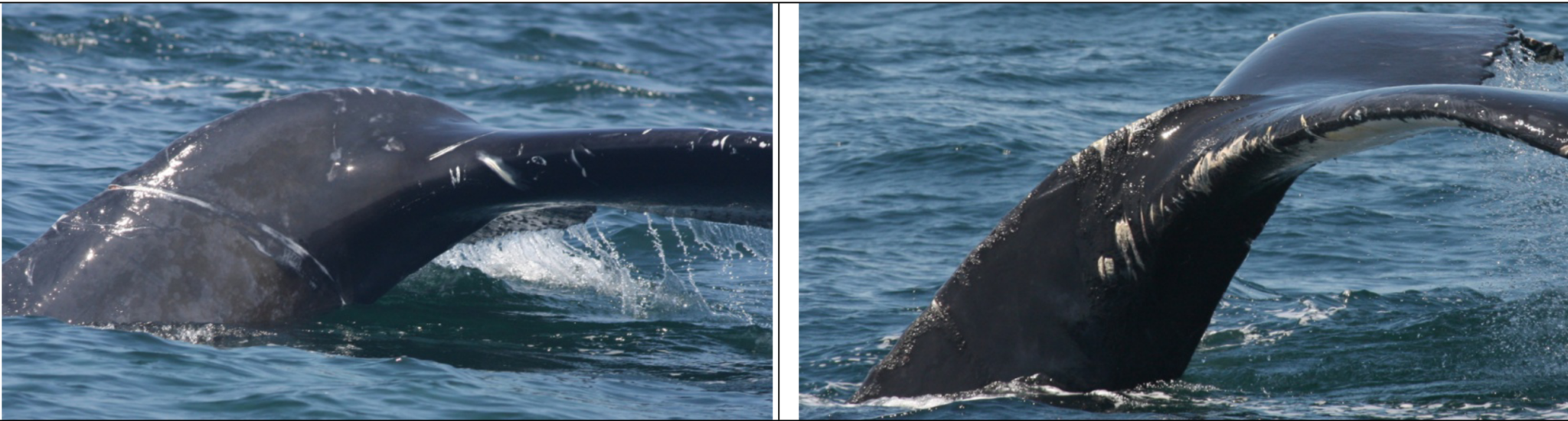 Announcing our new project: SLATE – Scar-based Long-term Assessment of ...