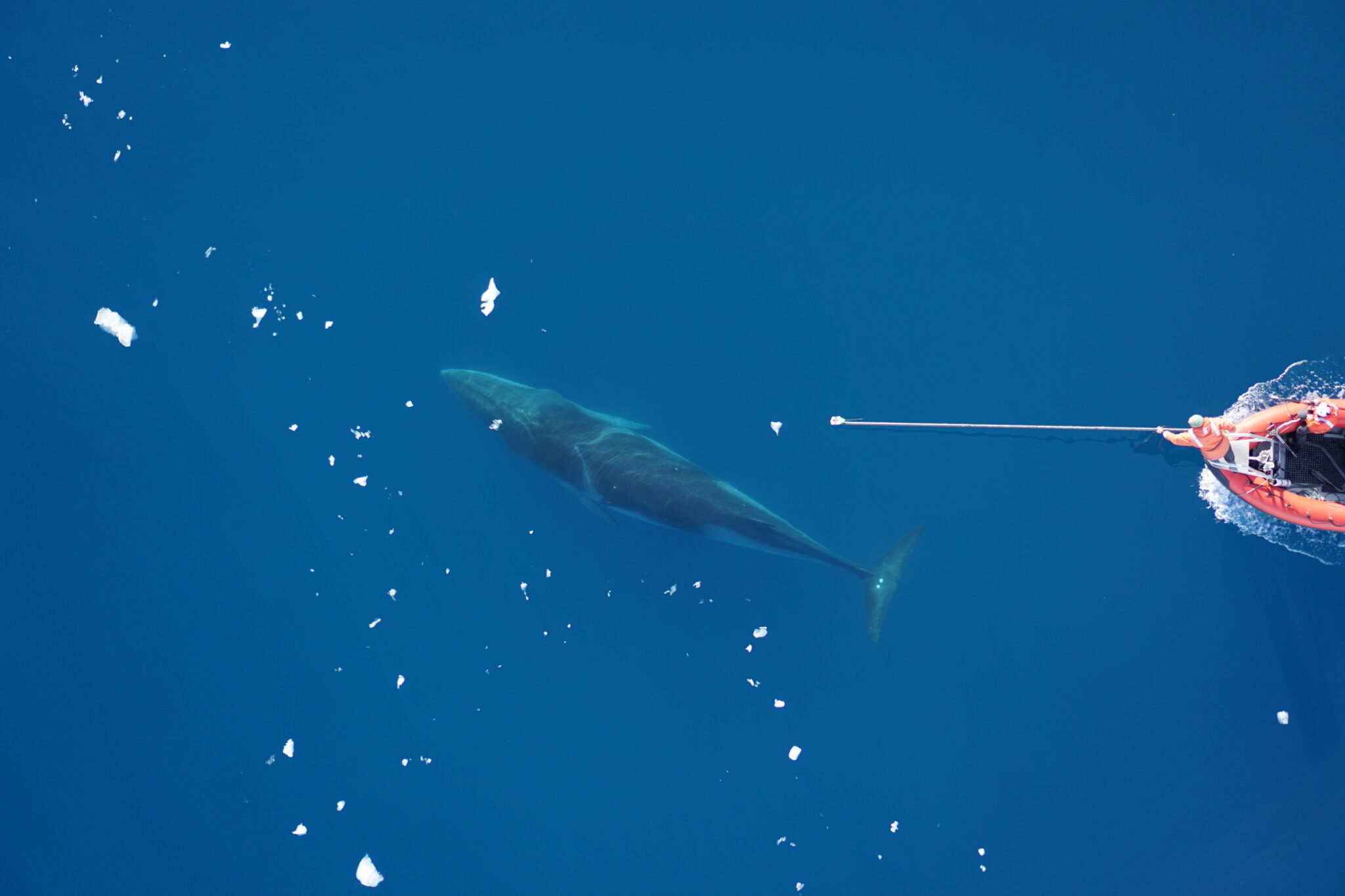 So big, but so small: why the smallest of the largest whales are not ...