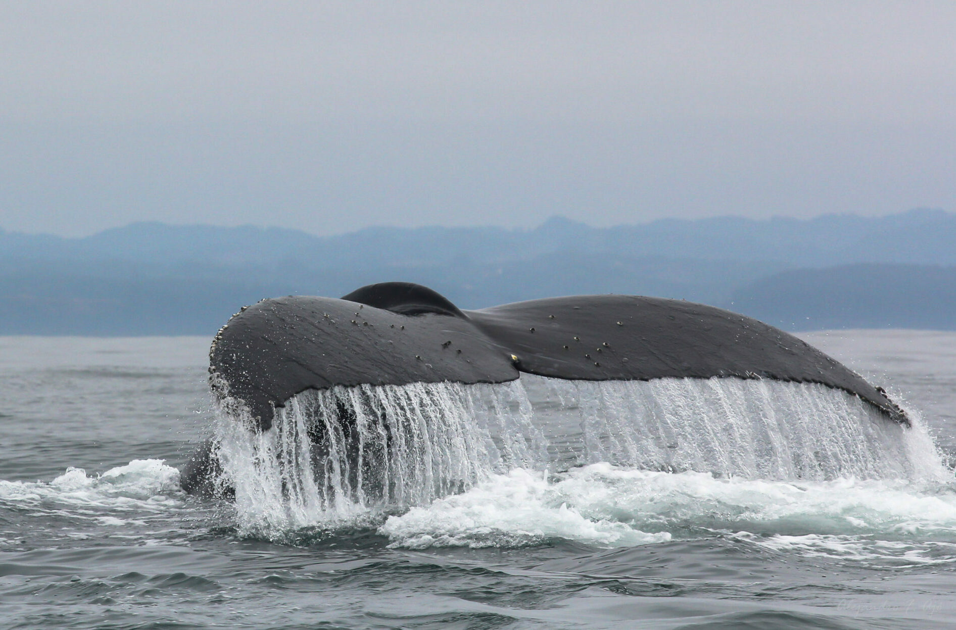 Roger Payne: A life dedicated to whale conservation – Geospatial ...
