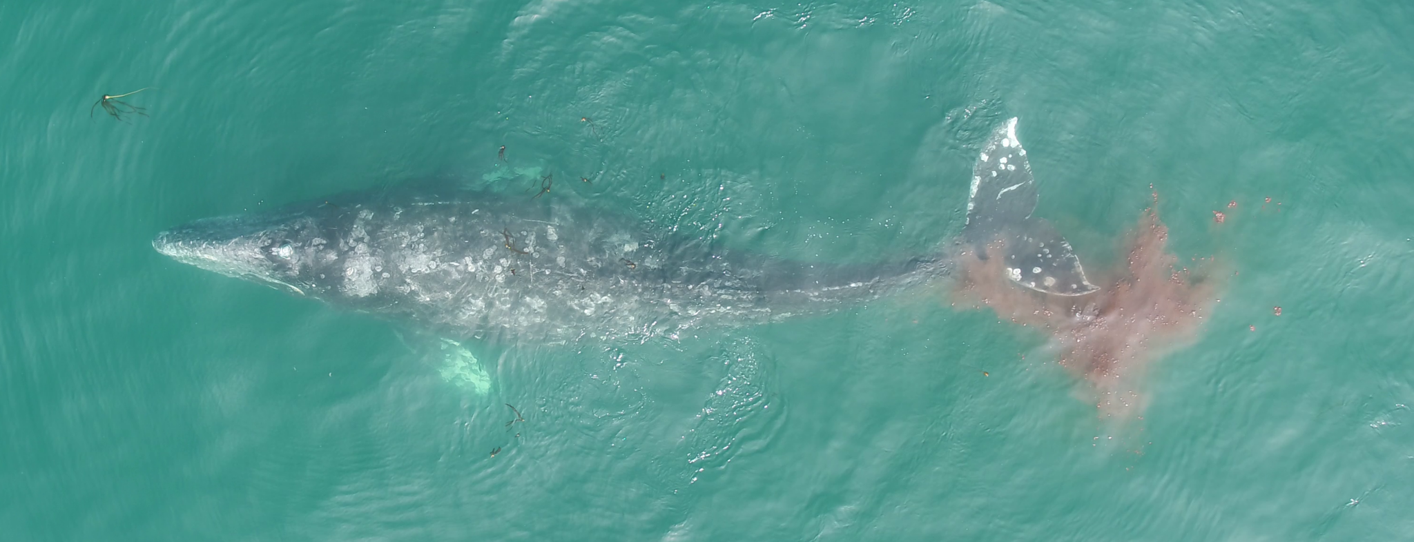 A non-invasive approach to pregnancy diagnosis in Gray whales is ...