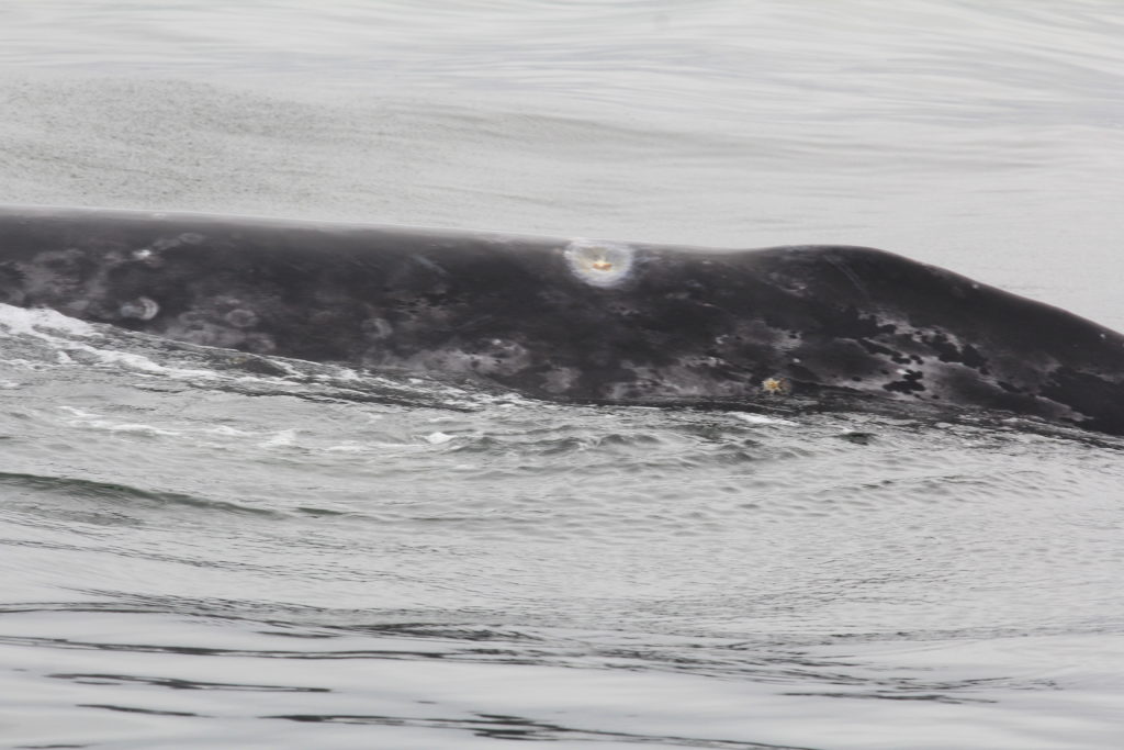 When do male whales get randy? Exploring the seasonal testosterone ...