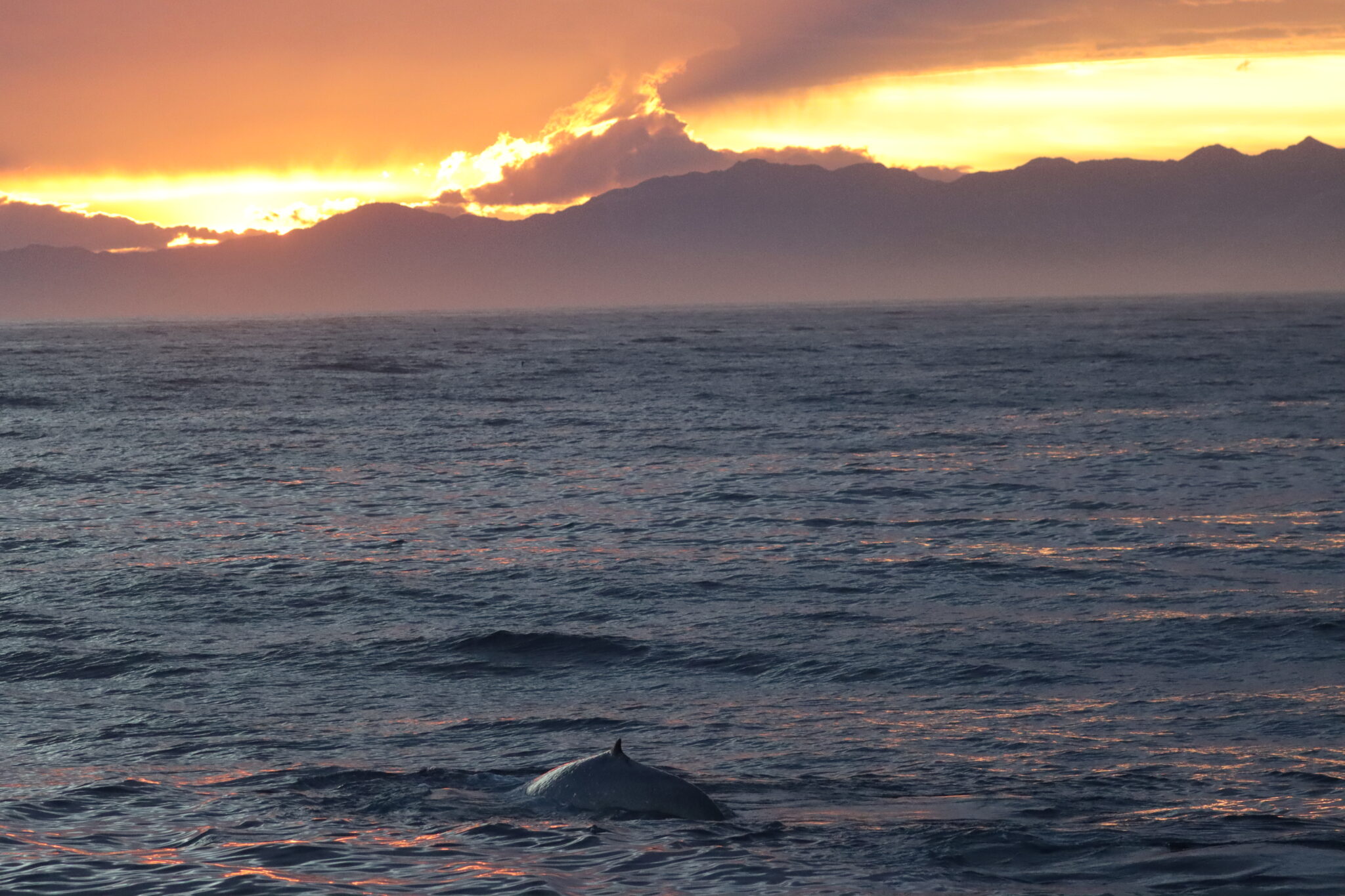 Learning from the unexpected: the first field season of the SAPPHIRE ...