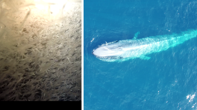 Learning from the unexpected: the first field season of the SAPPHIRE ...